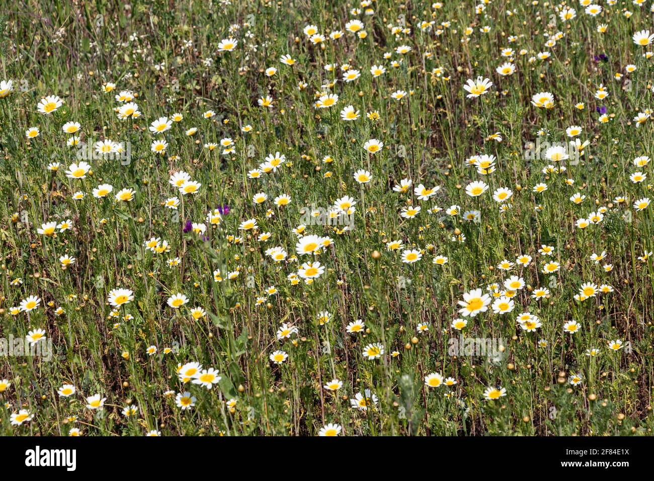 Dead daisy hi-res stock photography and images - Alamy