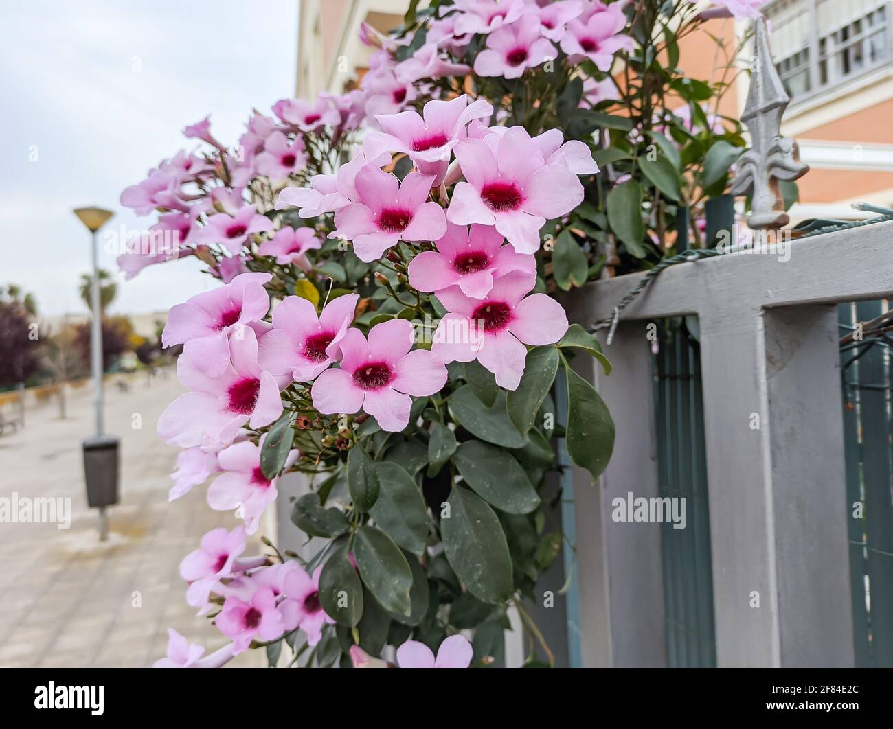 Pandorea jasminoides hi-res stock photography and images - Alamy