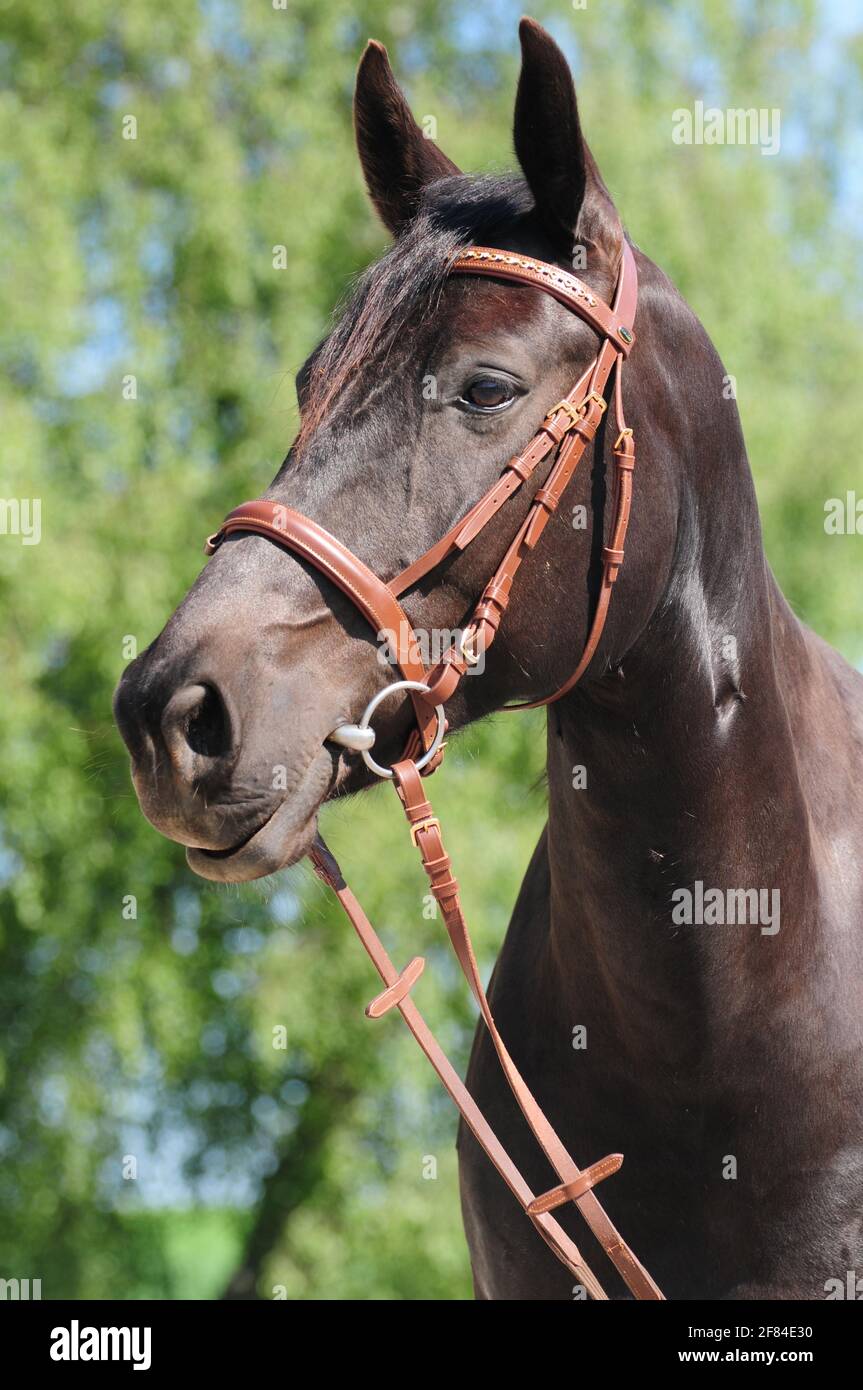 English thoroughbred, Gelding, Black, Bridle Stock Photo - Alamy