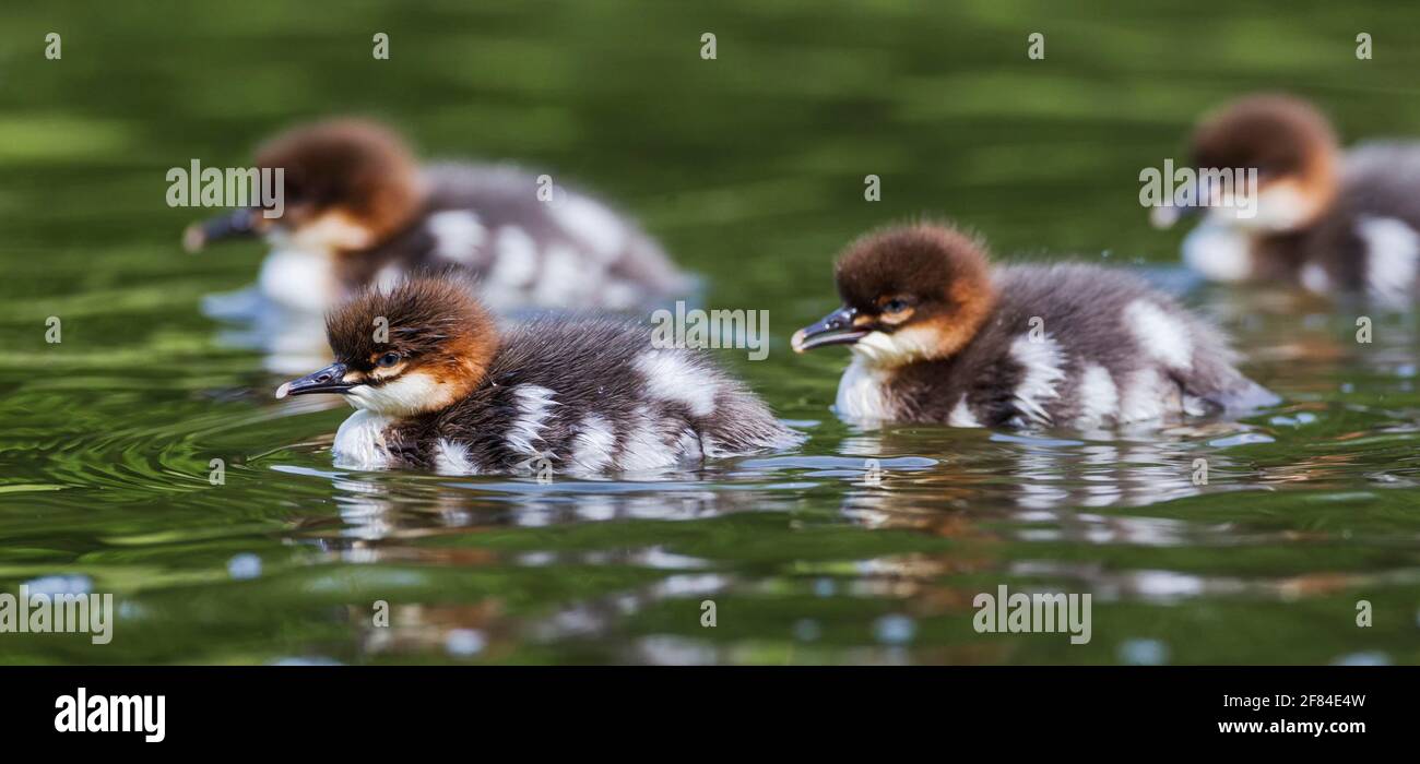 Smew (Mergus merganser), chick, Germany Stock Photo - Alamy