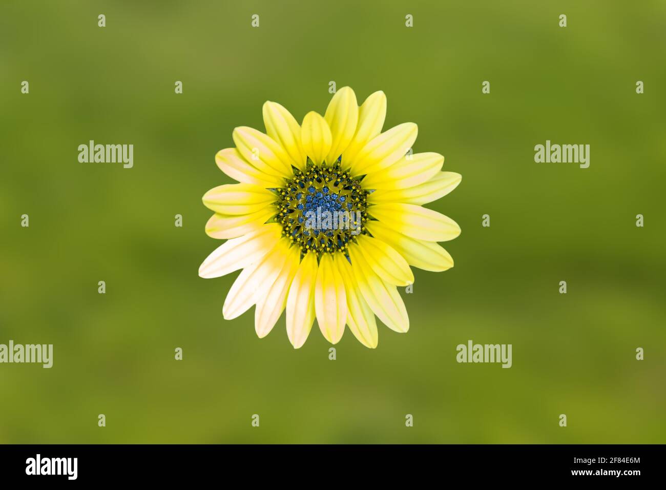 Yellow African daisy, Osteospermum is a genus of flowering plants ...