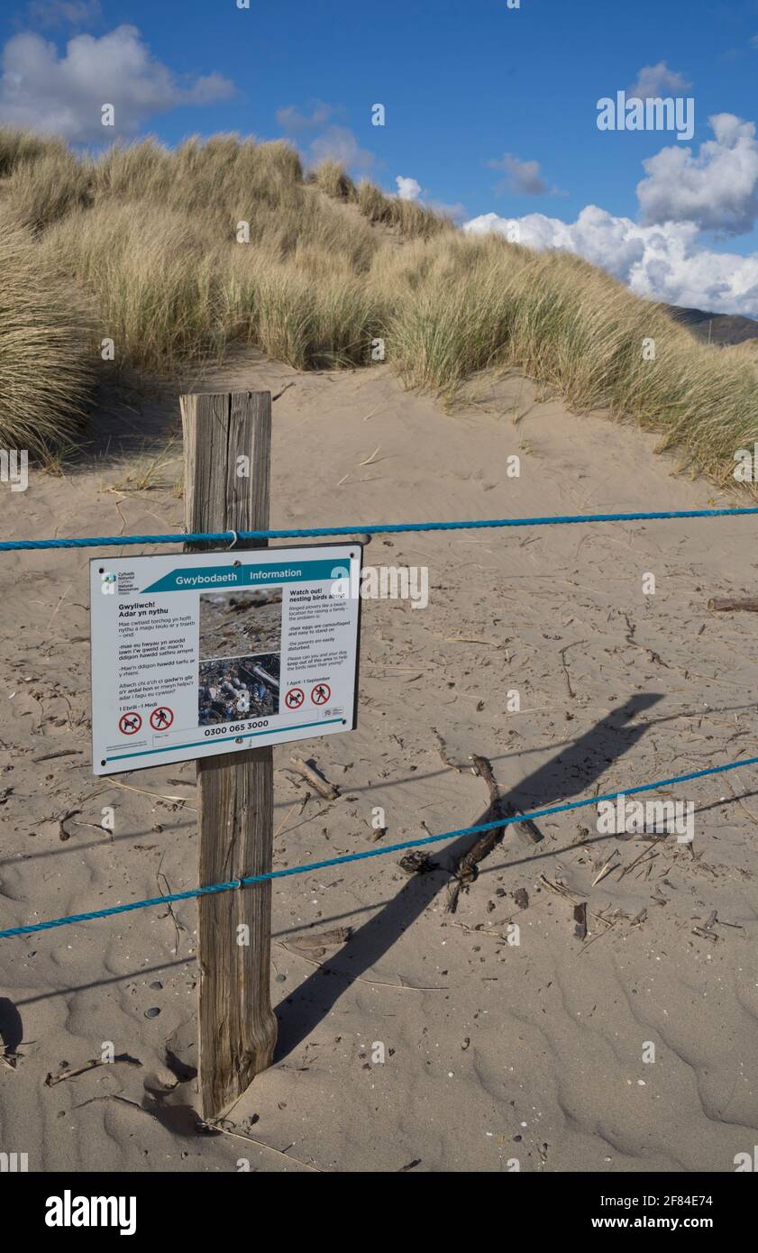 Uk beach nesting birds hi-res stock photography and images - Alamy