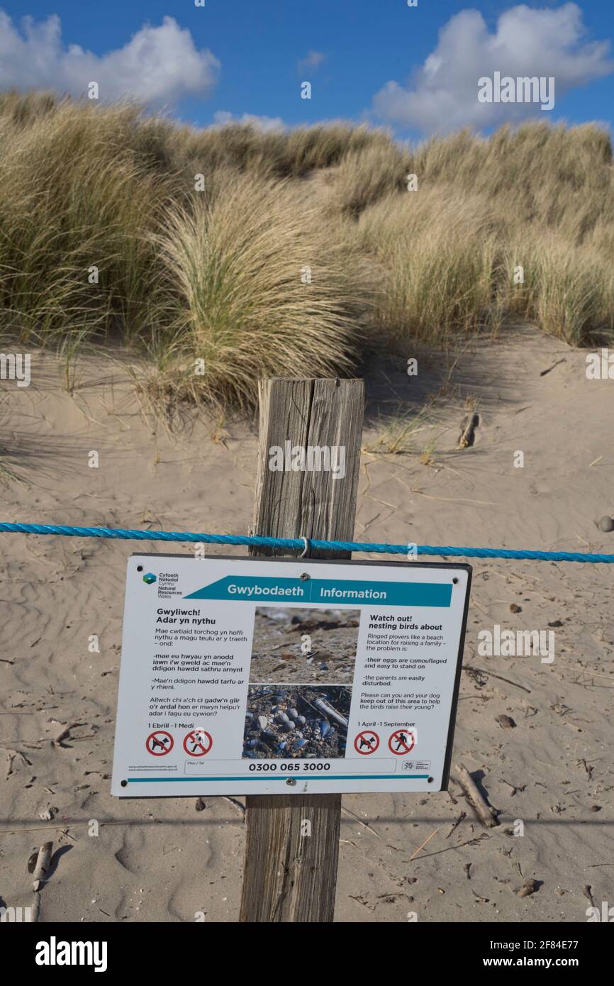 Uk beach nesting birds hi-res stock photography and images - Alamy