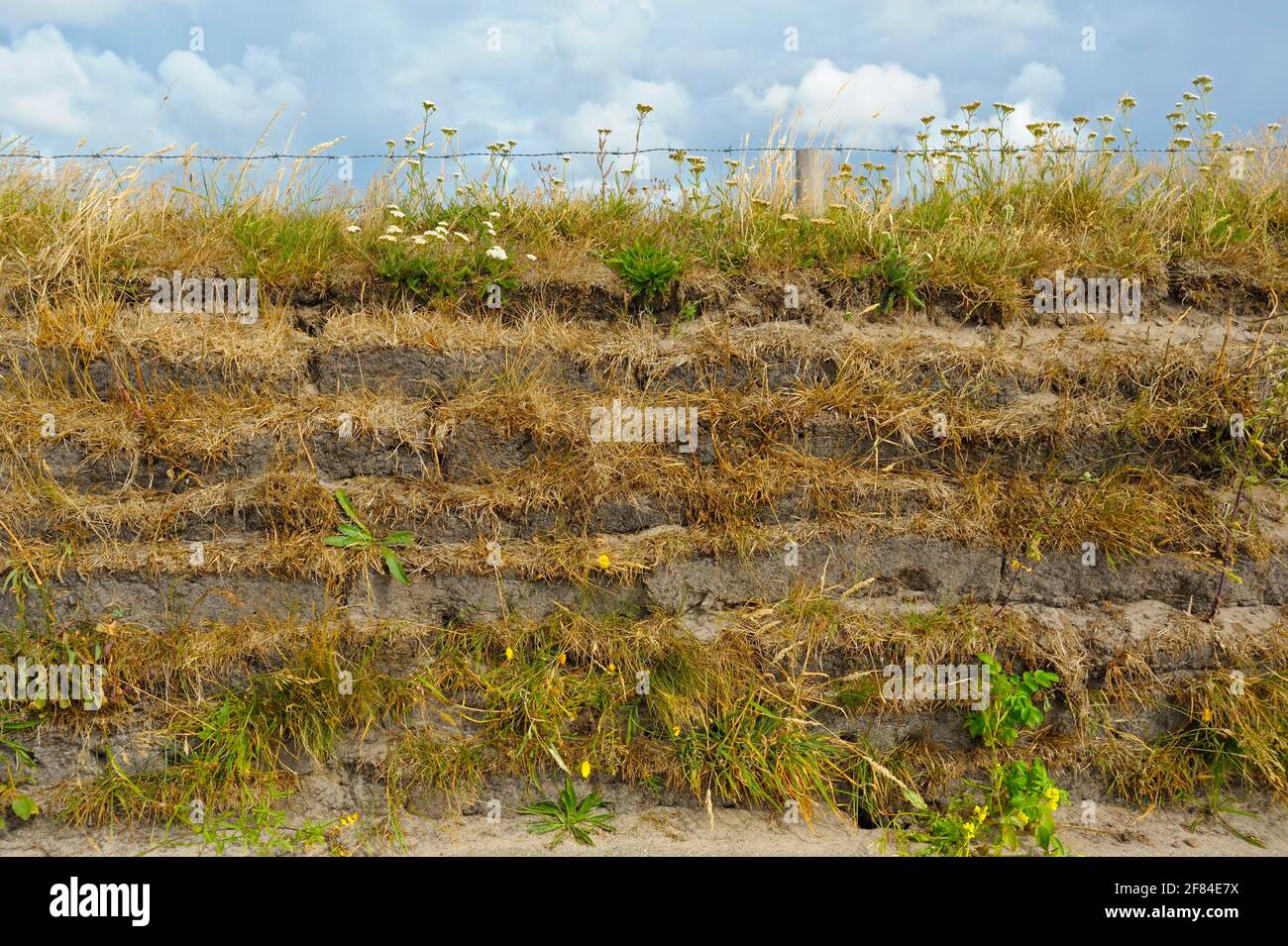 Typical fence wall, overgrown earth wall, Texel Island, North Sea ...