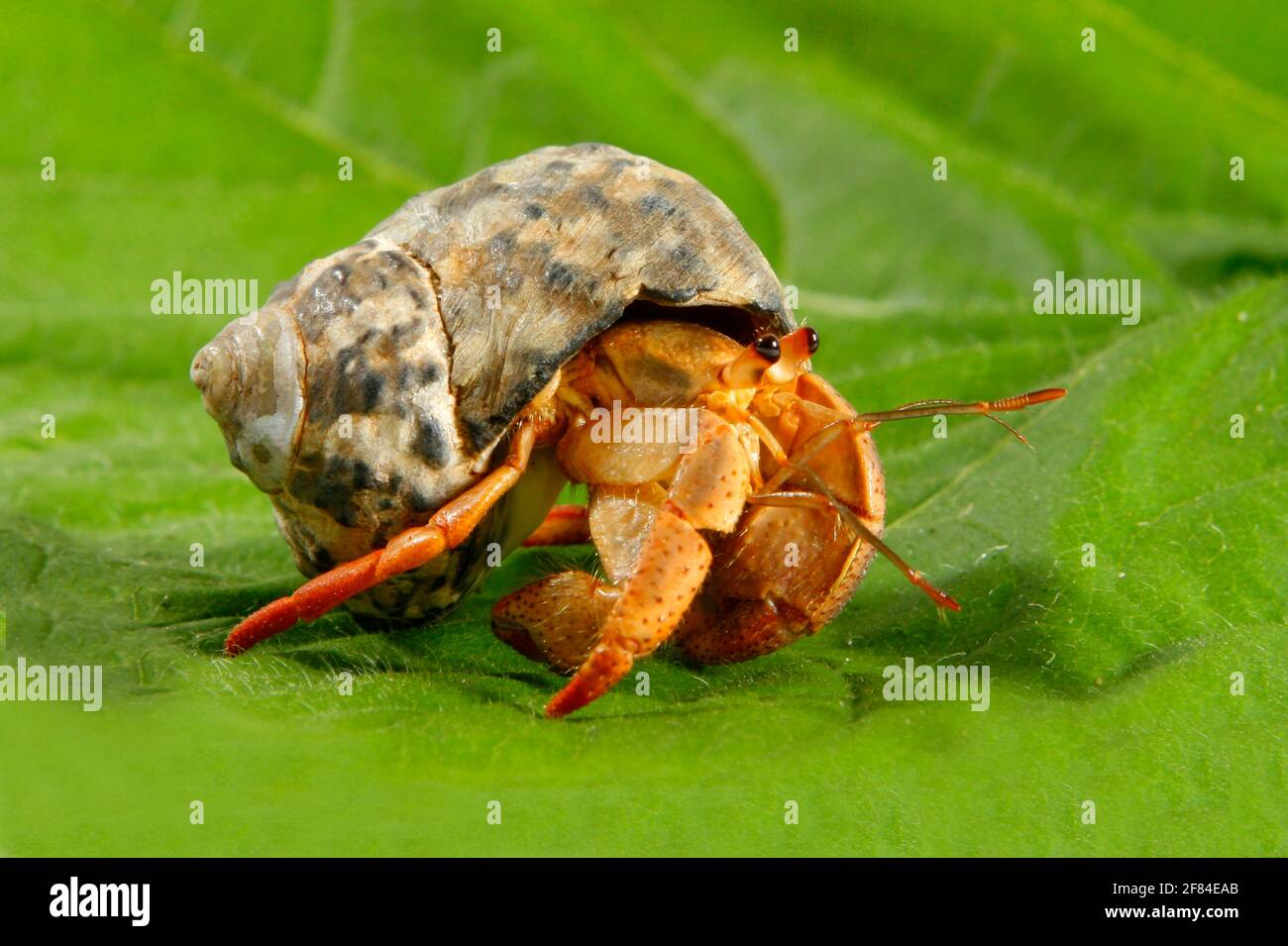 Common hermit crab (Pagurus bernhardus) Bernard crab Stock Photo - Alamy