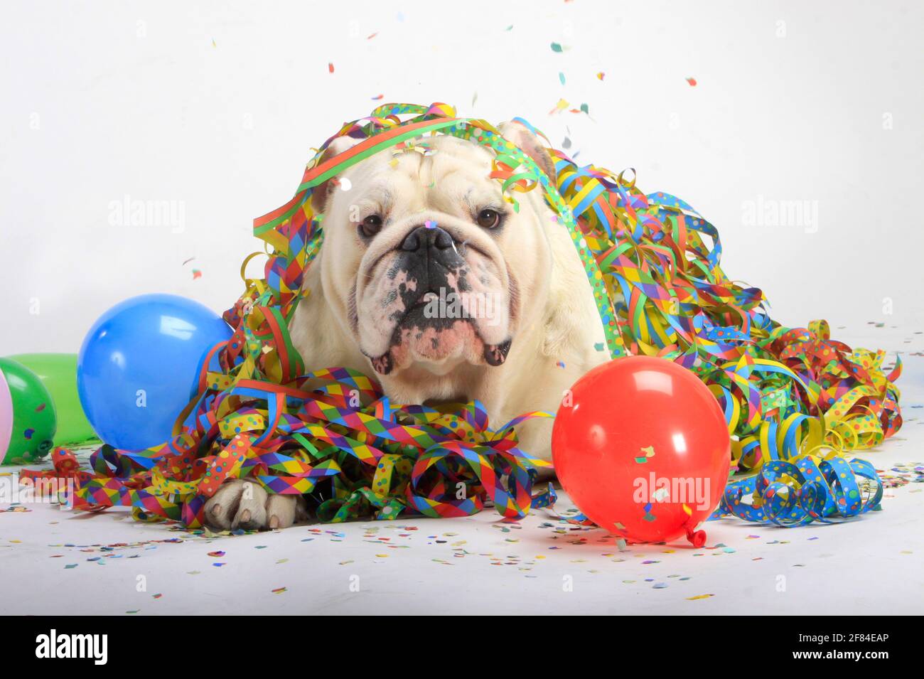 English bulldog, male dog, streamers, balloons Stock Photo - Alamy
