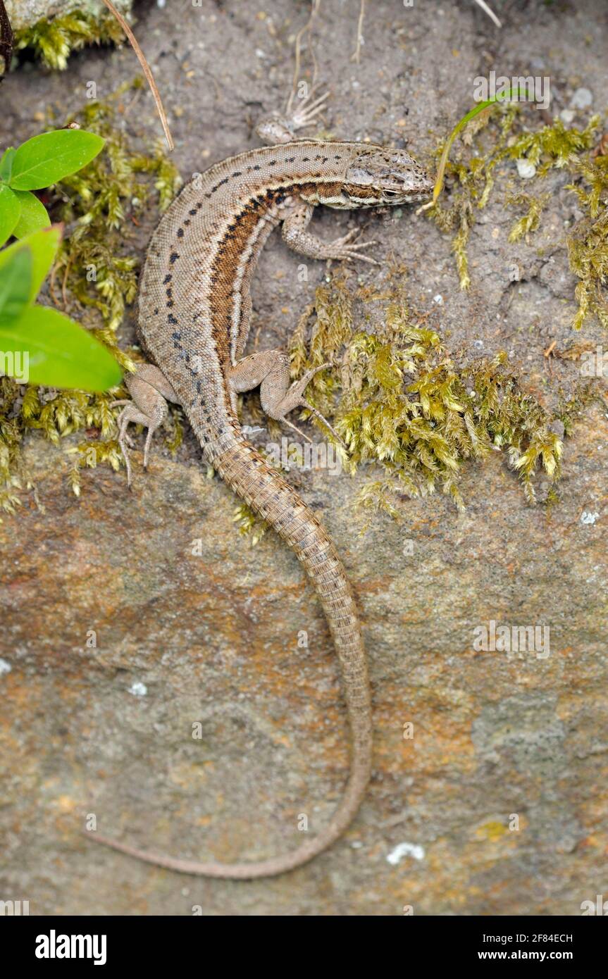 Iberolacerta europe hi-res stock photography and images - Alamy