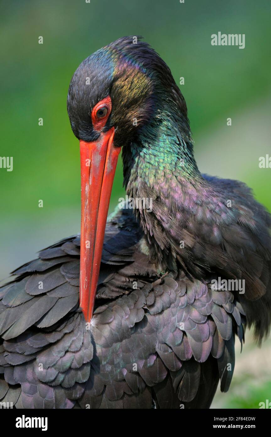Black nurse bird hi-res stock photography and images - Alamy