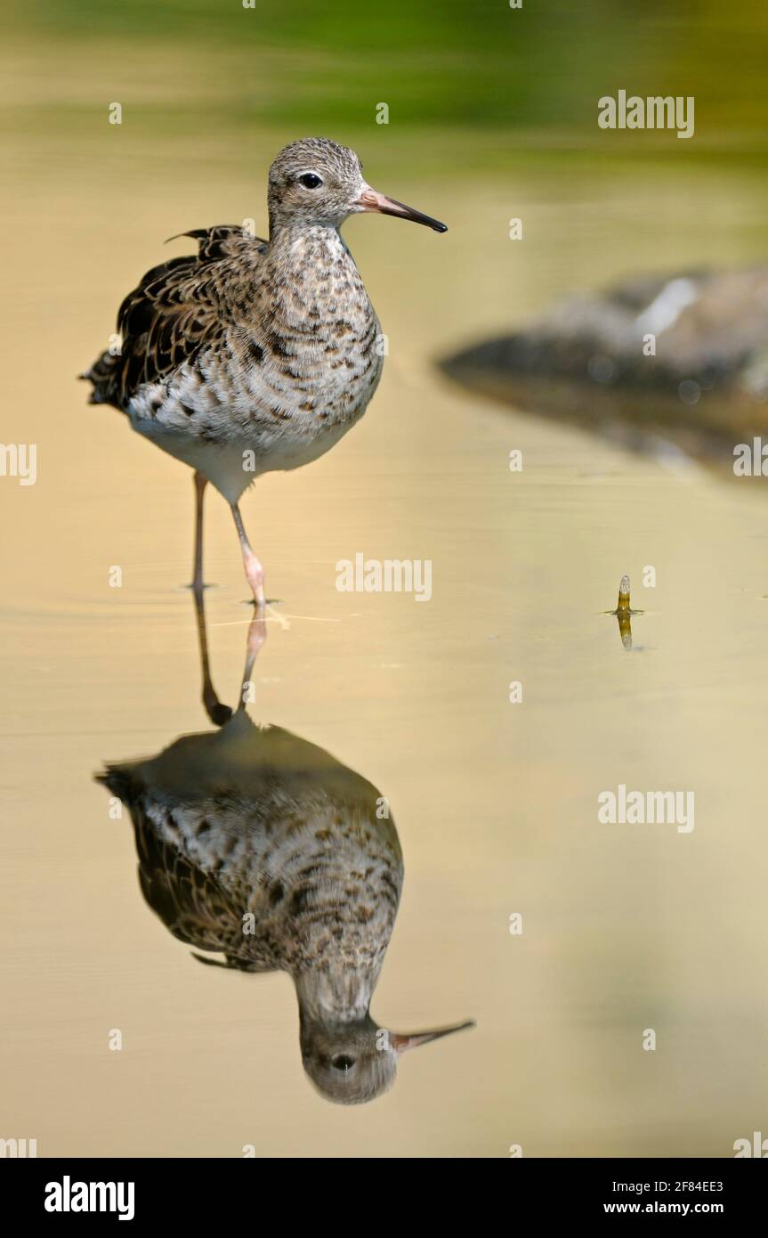 Ruff bird female hi-res stock photography and images - Alamy