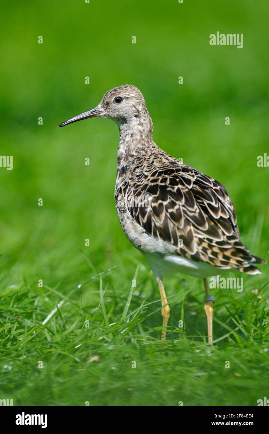 Ruff bird female hi-res stock photography and images - Alamy