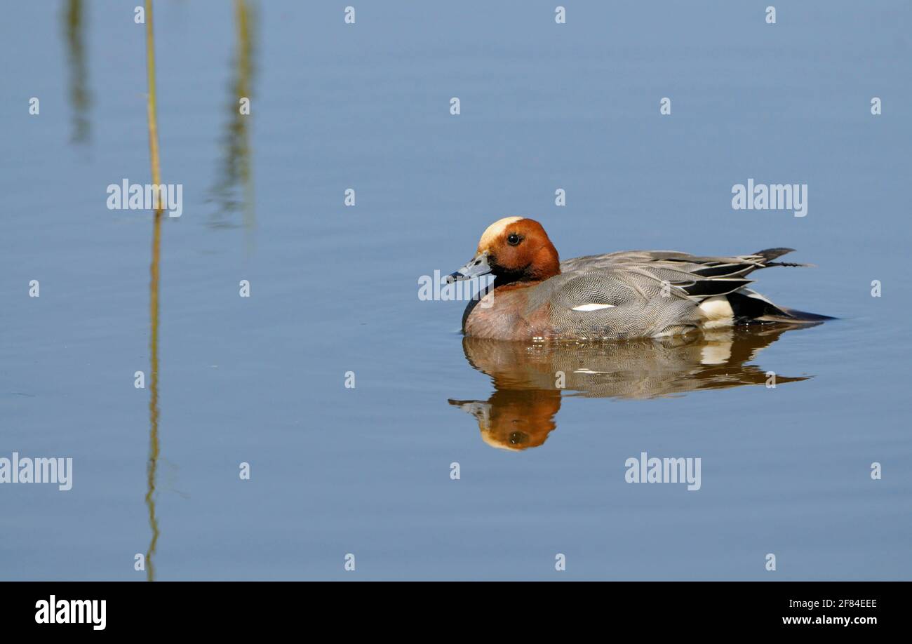 Eurasian Wigeon (Anas penelope), drake in mating dress, lateral view ...