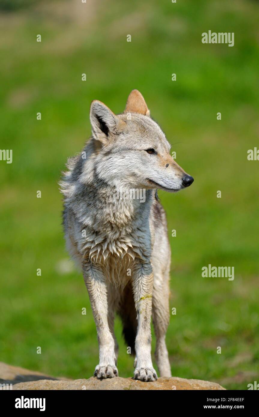 Golden jackal photography hi-res stock photography and images - Alamy