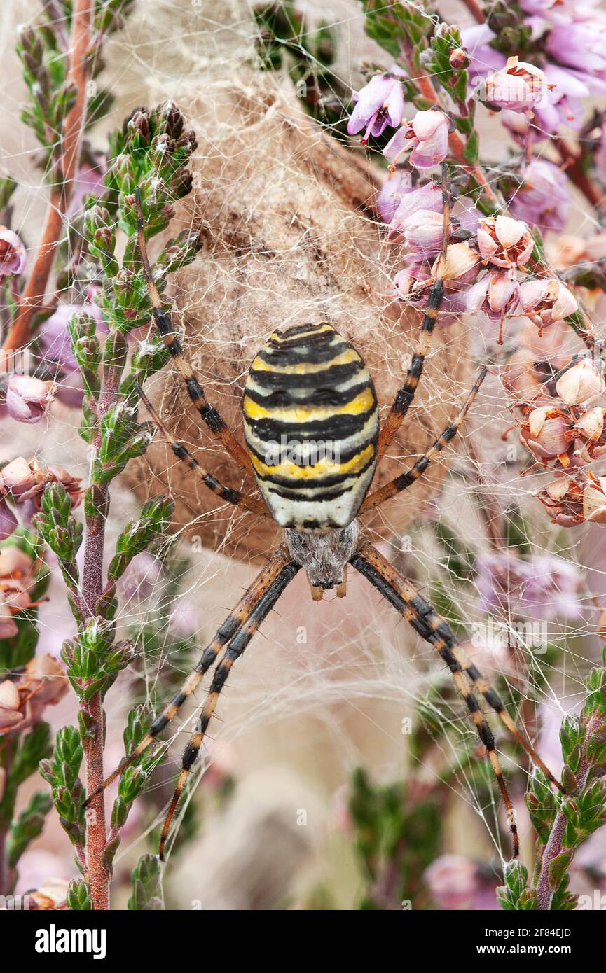 Wasp spider (Argiope bruennichi) with nest in heather, North Rhine ...