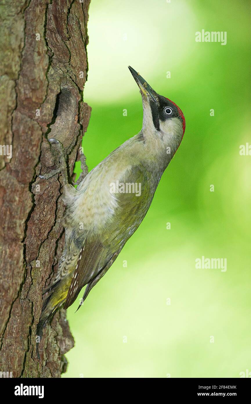 European green woodpecker (Picus viridis) Green woodpecker at the ...