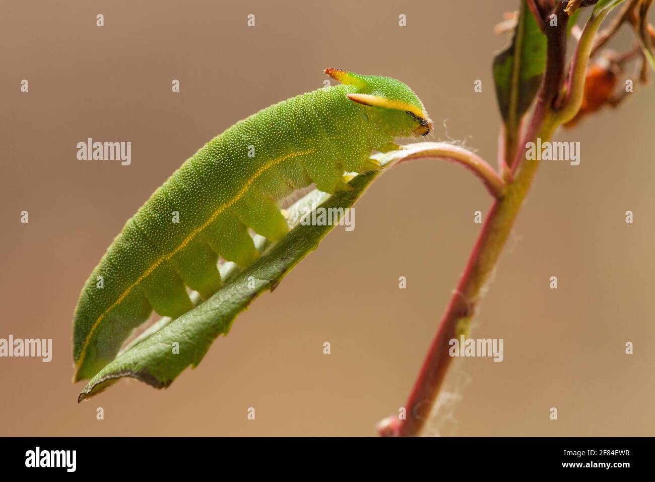 Caterpillar two tailed pasha butterfly hi-res stock photography and ...