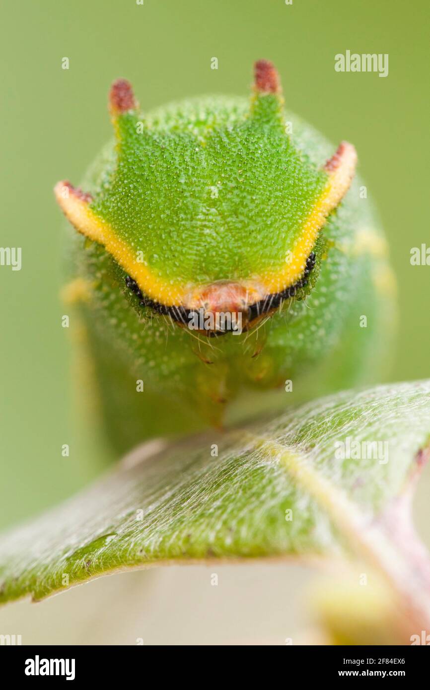 Two-tailed Pasha (Charaxes jasius), caterpillar Stock Photo - Alamy