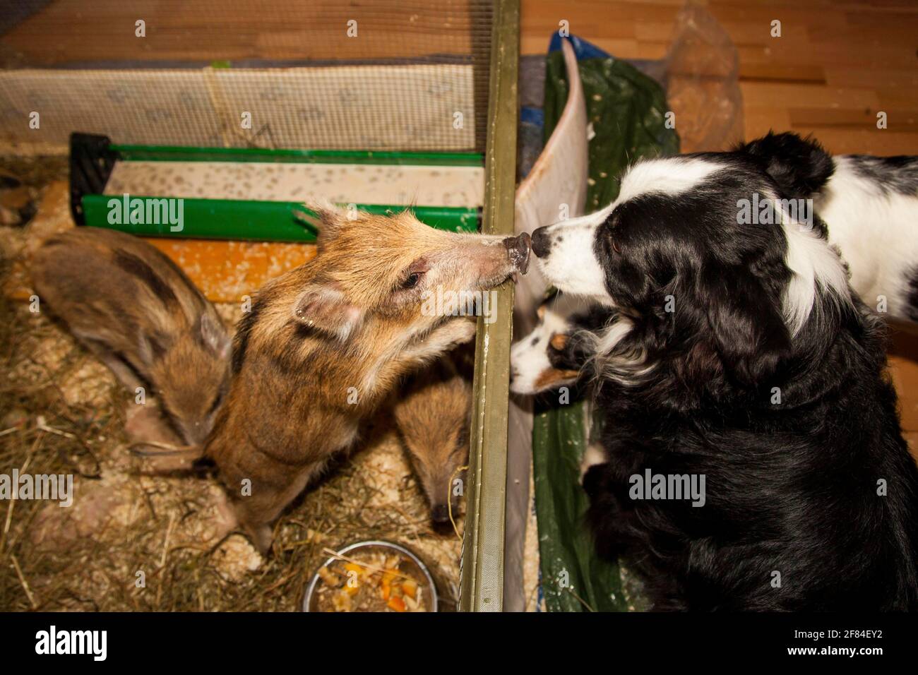 Wild boar (Sus scrofa), Breeding, Dog, Rhineland-Palatinate, Germany ...