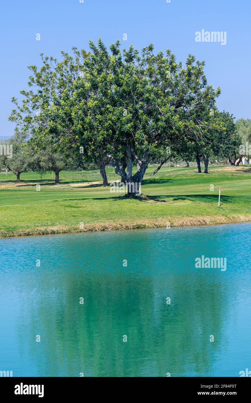 Beautiful carob tree at a golf course Stock Photo - Alamy