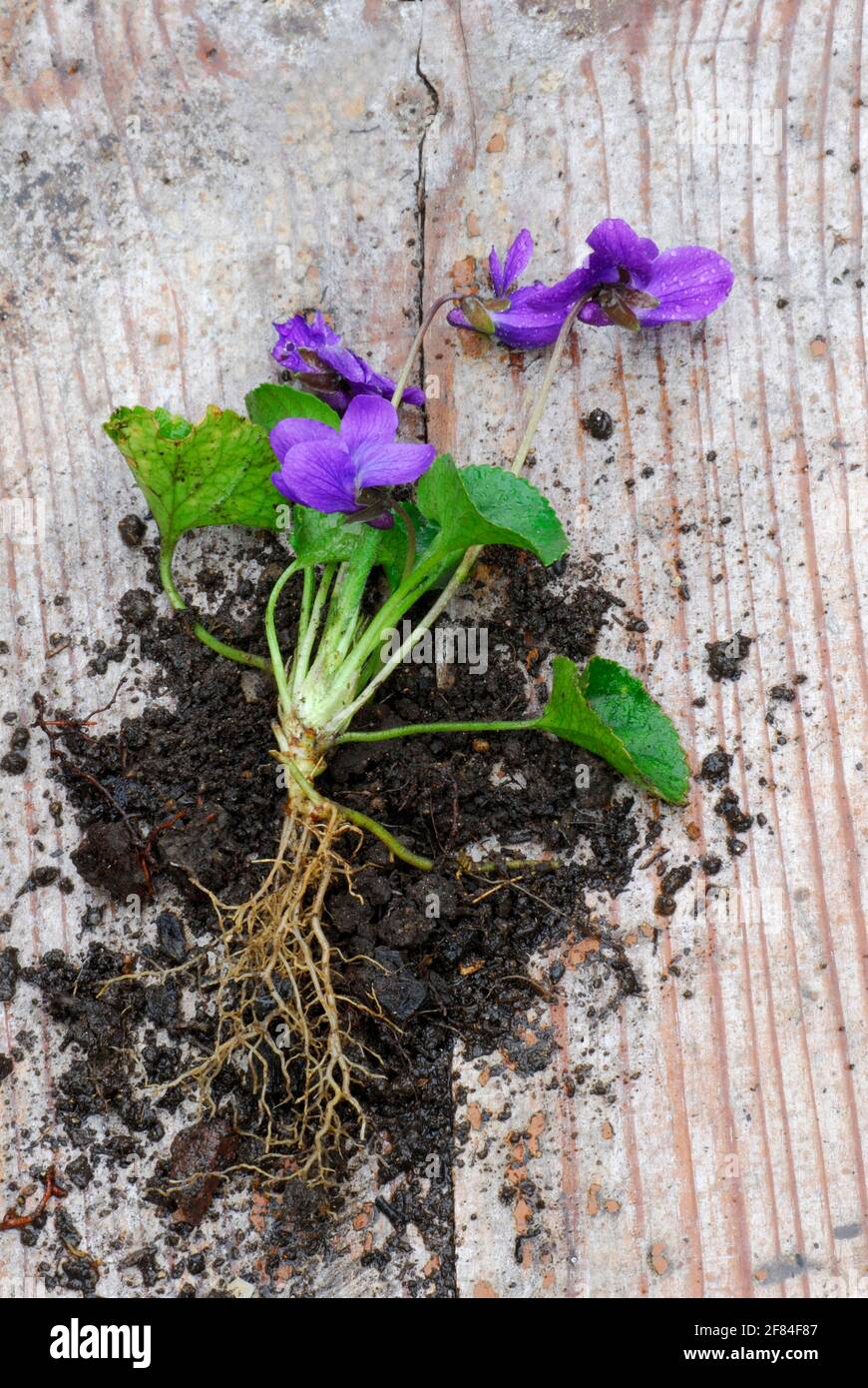 Wood violet (Viola odorata) with roots Stock Photo - Alamy