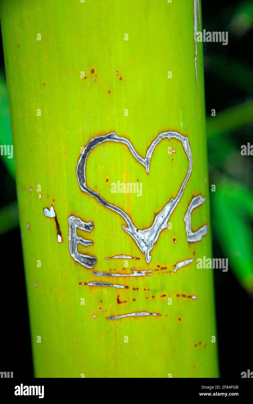 Heart carved in bamboo trunk, bamboo, bamboo cane, bamboo stem Stock ...