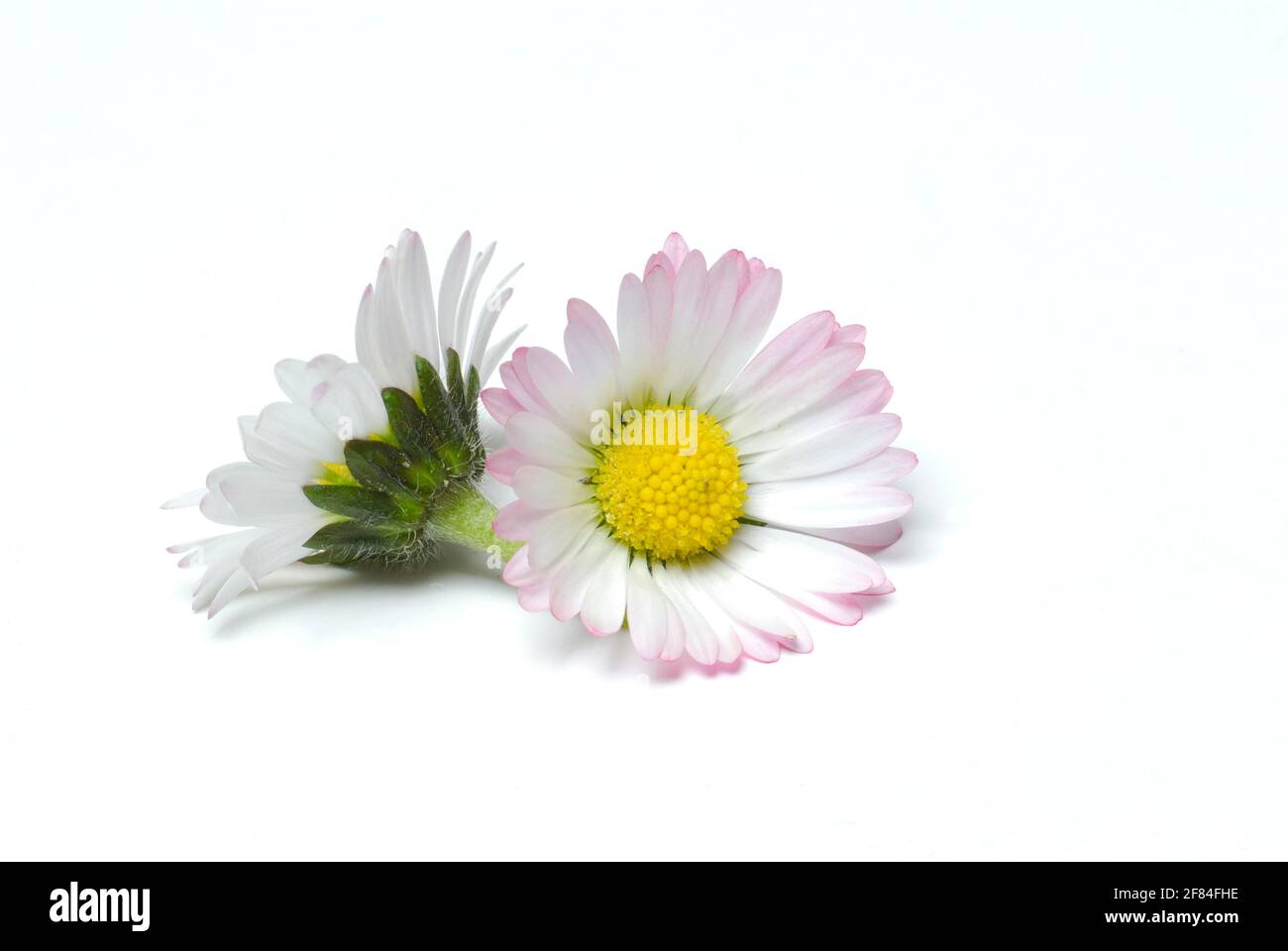 Common daisy (Bellis perennis Stock Photo - Alamy