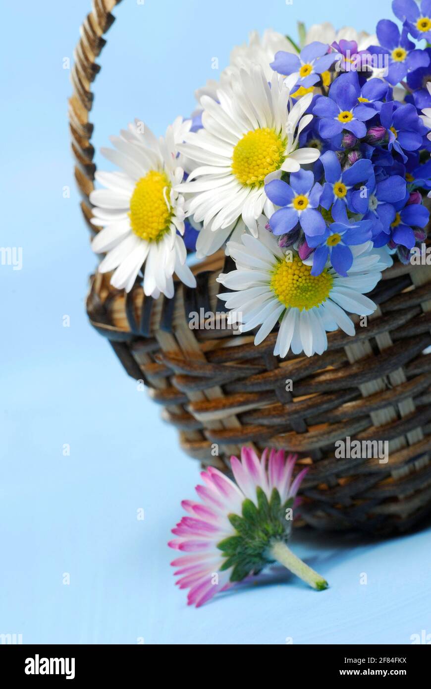 Common daisy (Bellis perennis) and forget-me-nots (Myosotis sylvatica ...