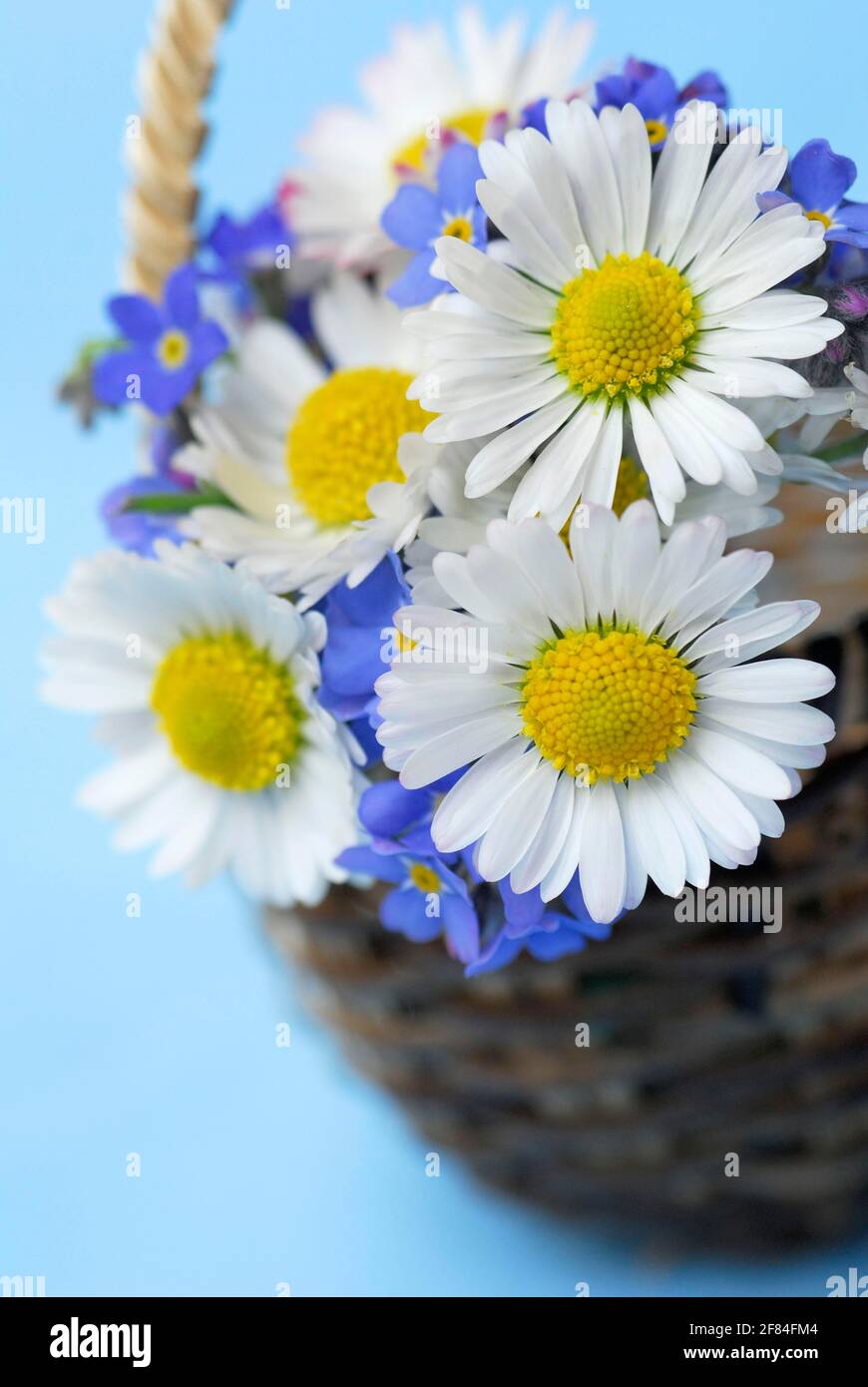 Common daisy (Bellis perennis) and forget-me-nots (Myosotis sylvatica ...