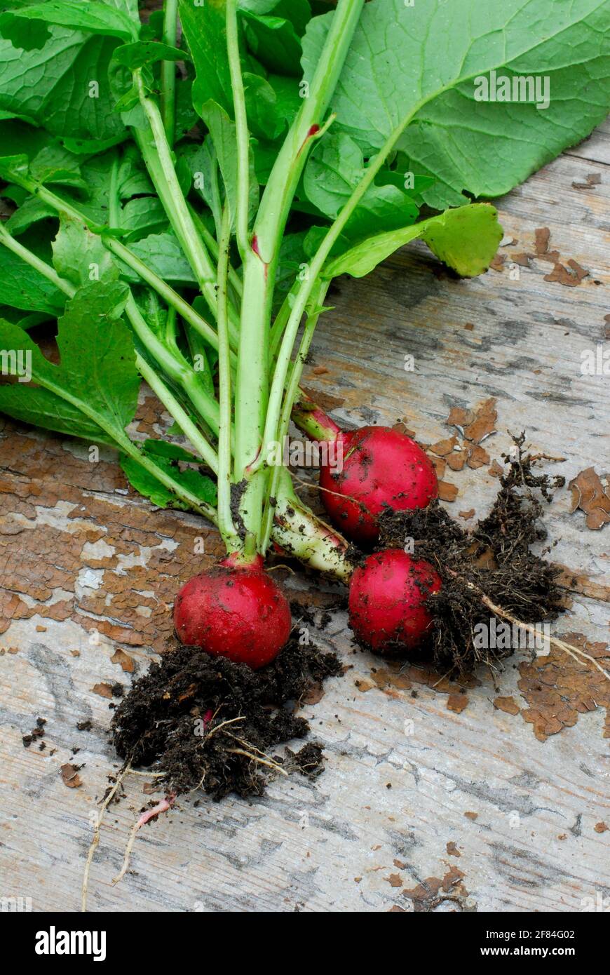 Radish ( Raphanus sativus sativus Stock Photo - Alamy