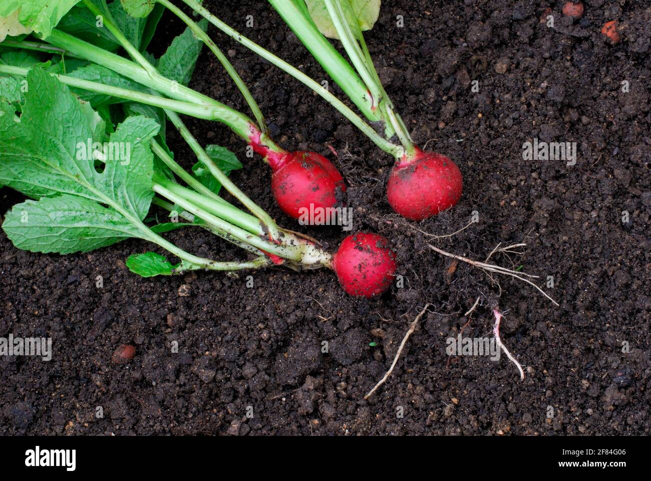 Radish ( Raphanus sativus sativus Stock Photo - Alamy