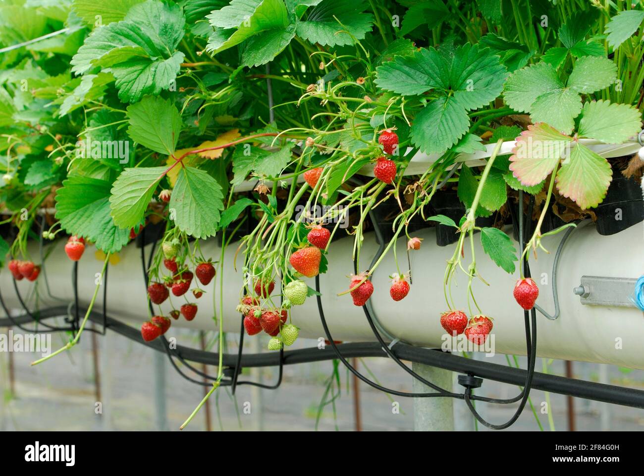 Commercial strawberry cultivation, strawberries on substrate culture ...