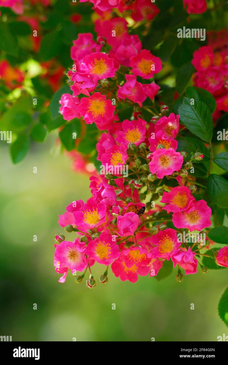 Rambler rose maria lisa hi-res stock photography and images - Alamy