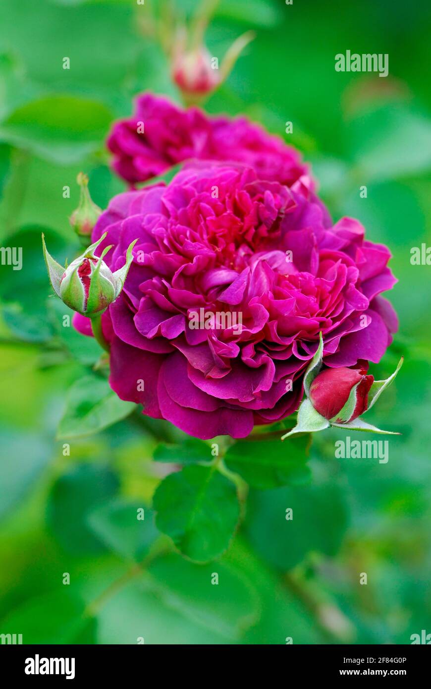 English Rose 'William Shakespeare 2000', David Austin, 2000 Stock Photo ...