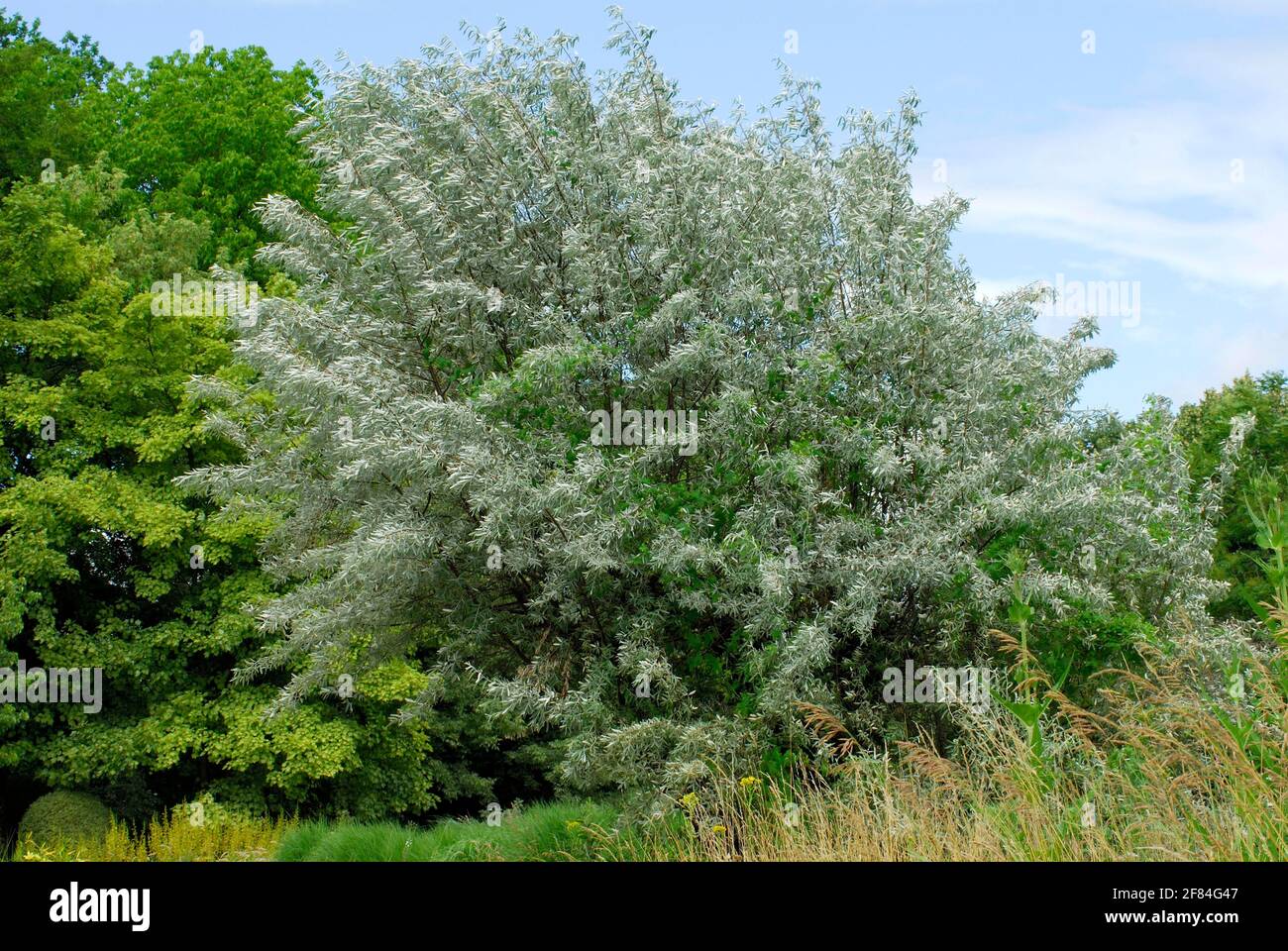 Elaeagnus angustifolia tree hi-res stock photography and images - Alamy