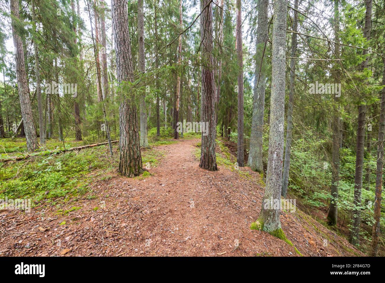 Beautiful nature forest landscape view. Path between tall trees. Sweden ...