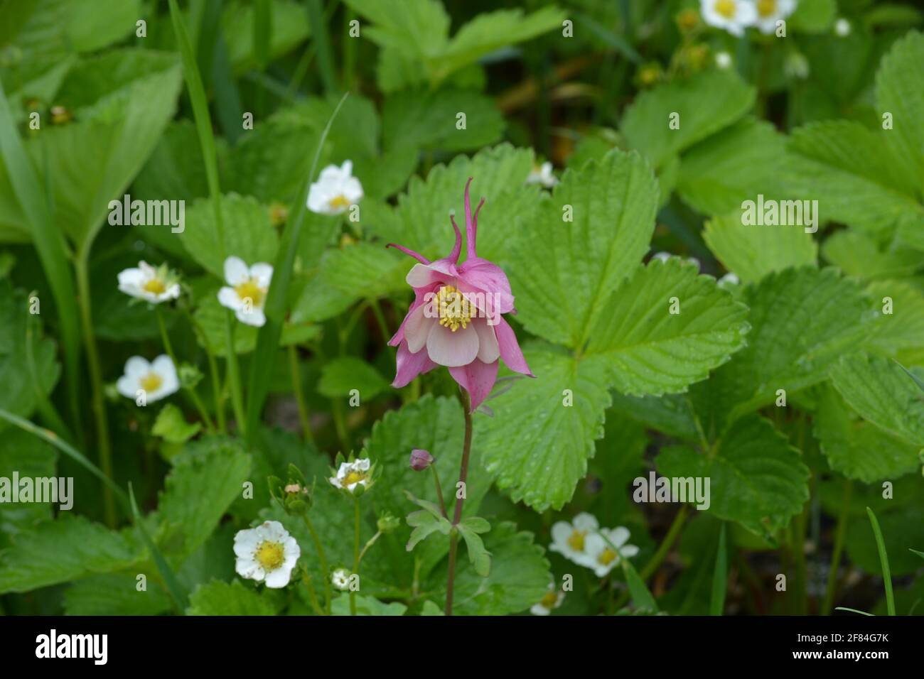 Pretty columbine hi-res stock photography and images - Alamy