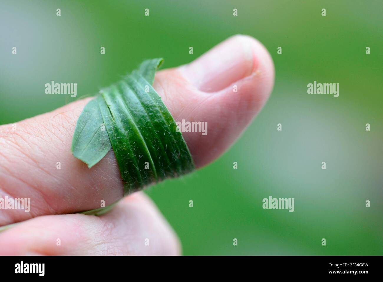 Ribwort plantain (Plantago lanceolata) wrapped around thumb, wound care ...