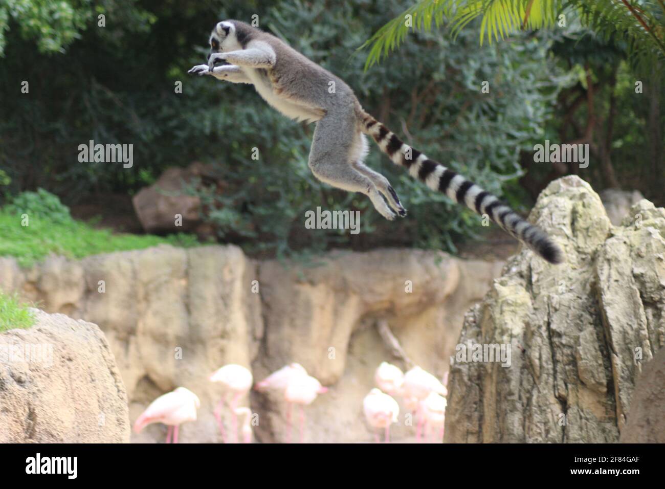 Ring Tailed Lemur Jumping High Resolution Stock Photography and Images ...