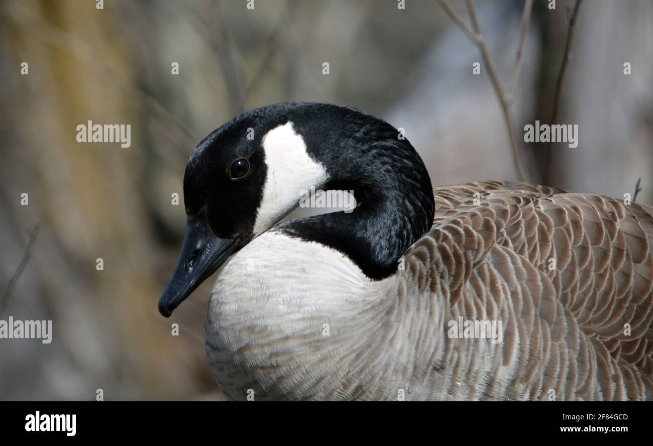 Canadian Goose resting Stock Photo - Alamy