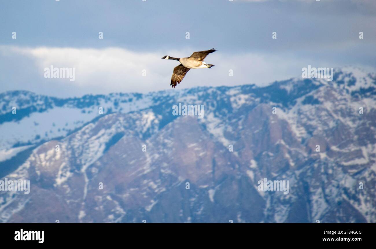 Canadian Goose coming in Stock Photo - Alamy