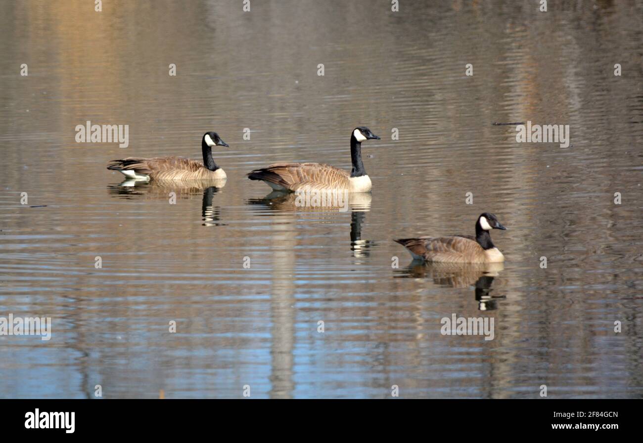 Canadian Geese reflection Stock Photo - Alamy