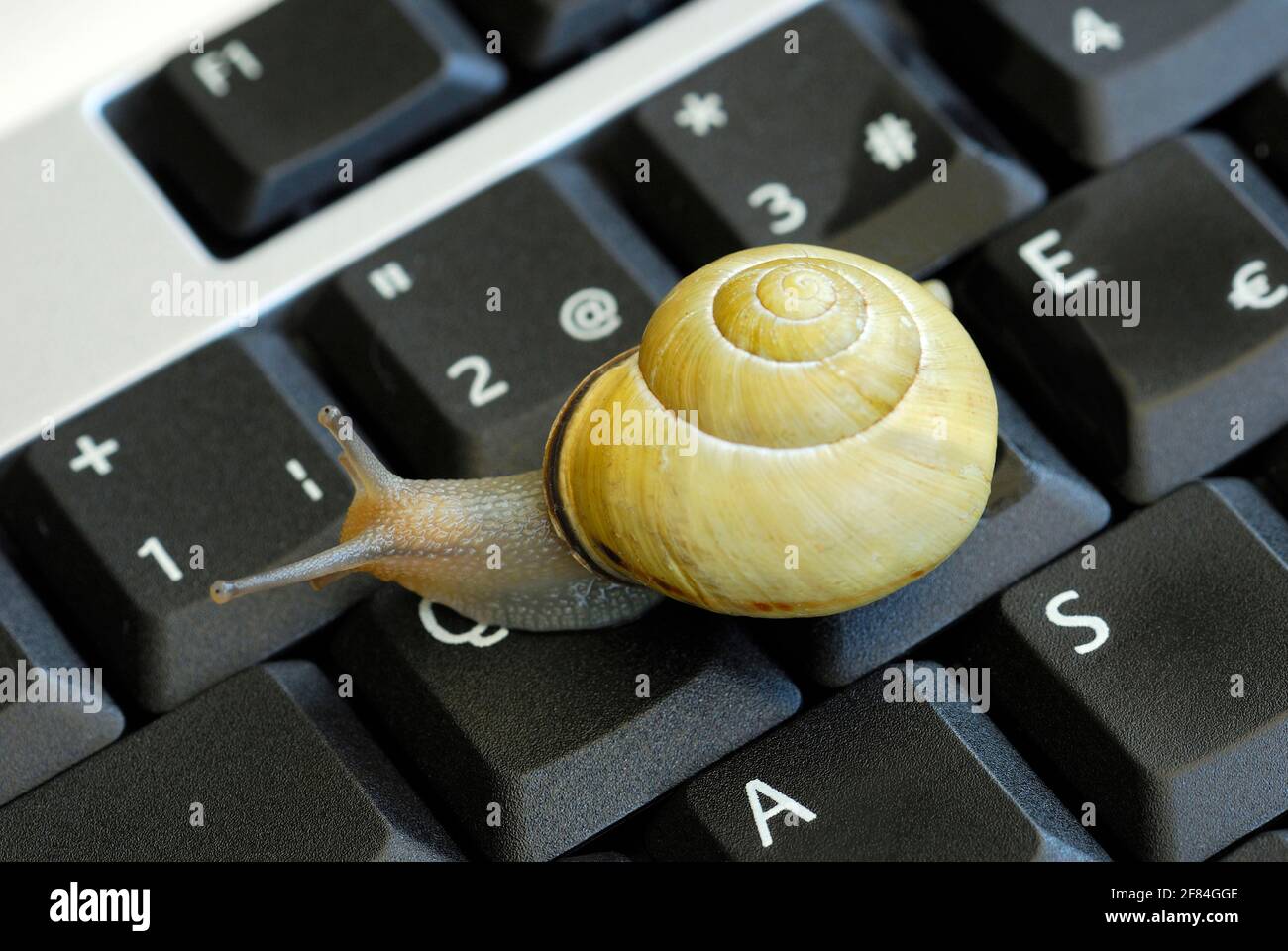 Snail on keyboard of computer, slow internet, slowness, slow, snail ...