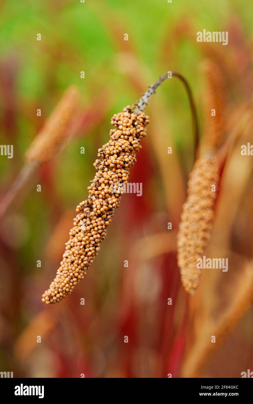 Foxtail millet (Setaria italica) , Variety Fall Fire, Sorghum, Millet ...