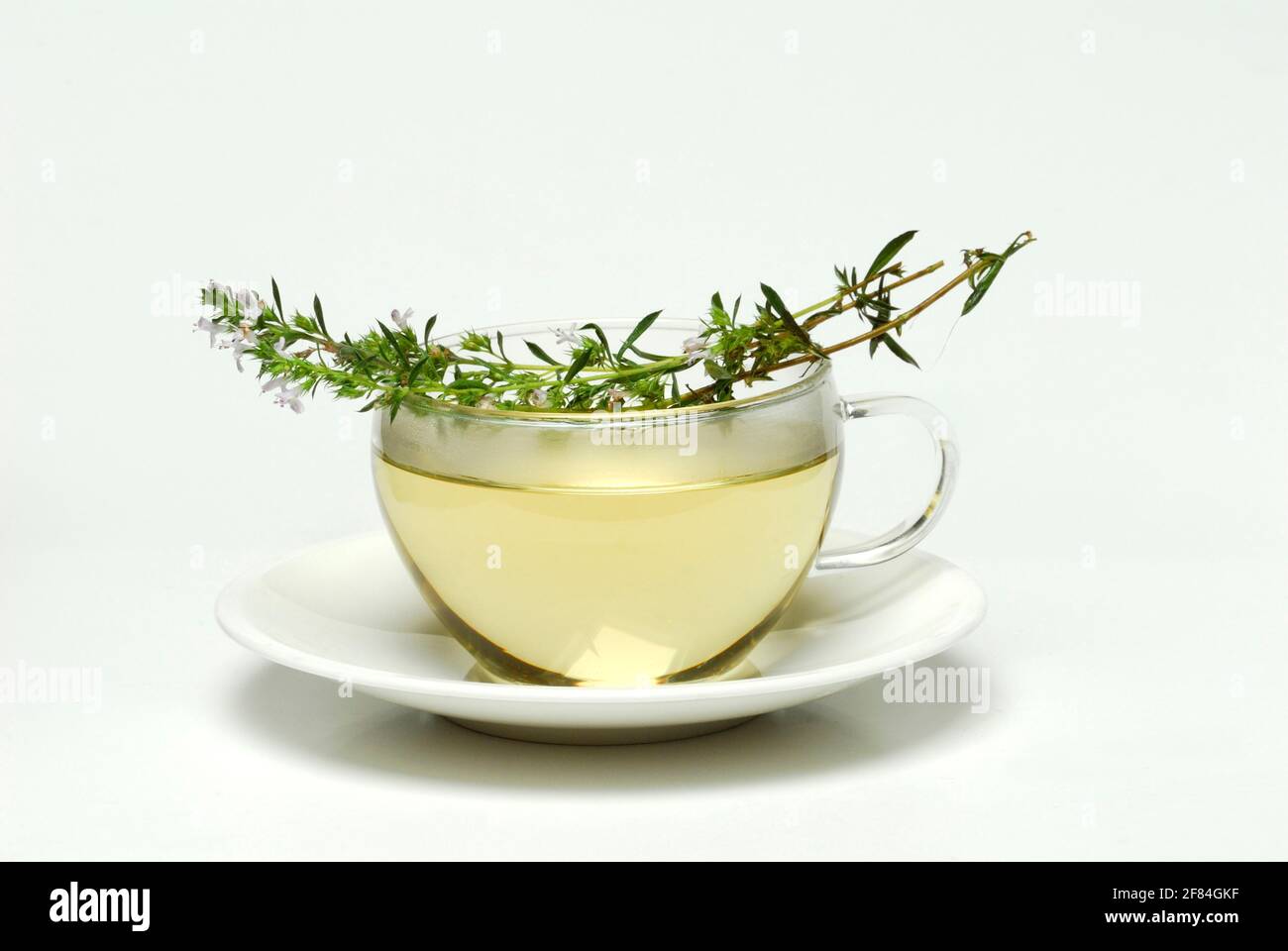 Cup savory tea (Satureja montana), savory tea, winter savory, mountain ...
