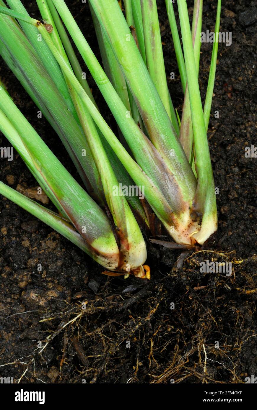 Lemongrass (Cymbopogon citratus Stock Photo - Alamy