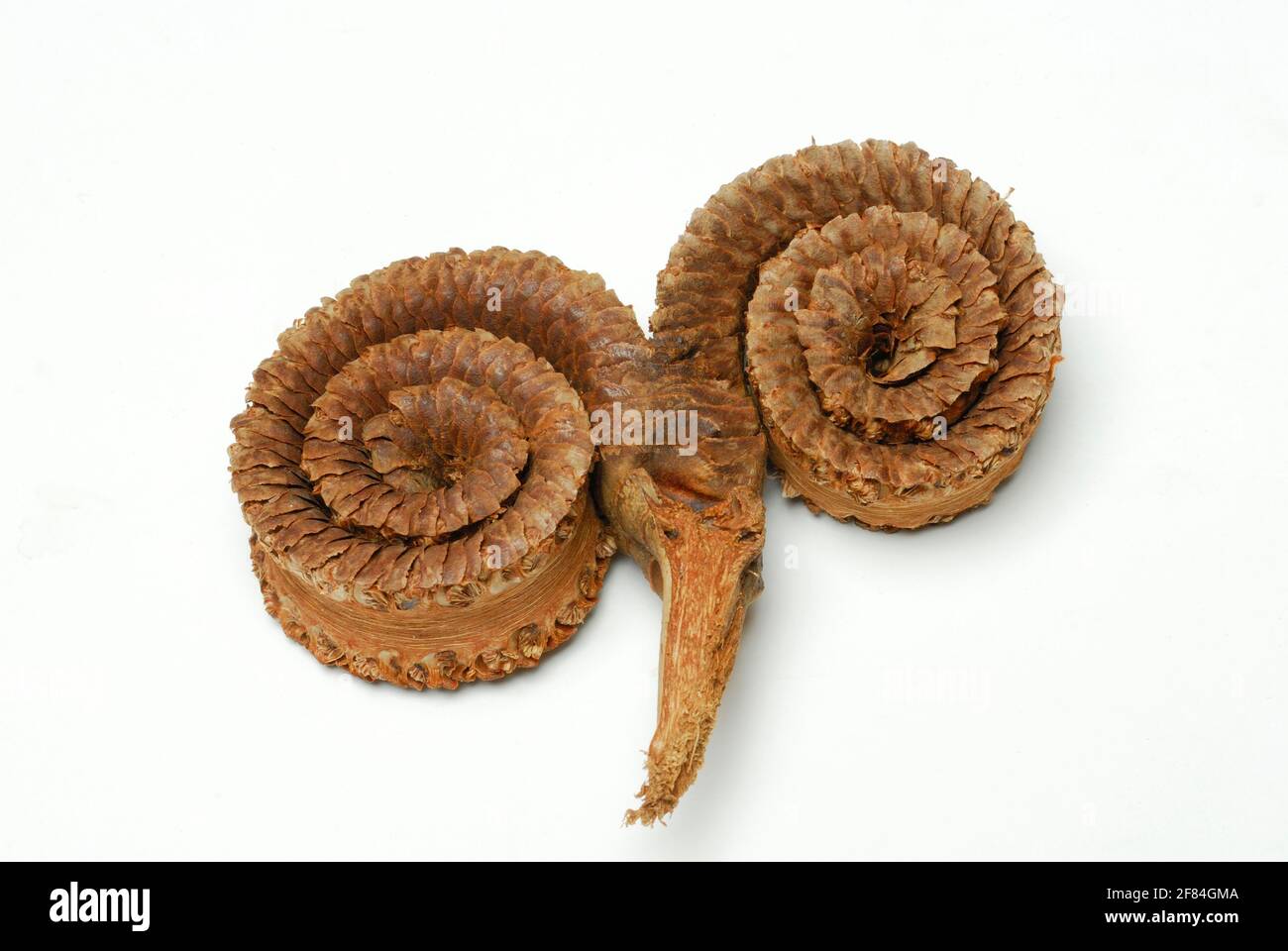 Palmyra palm (Borassus flabellifer) rolled-up, split and dried fruit ...