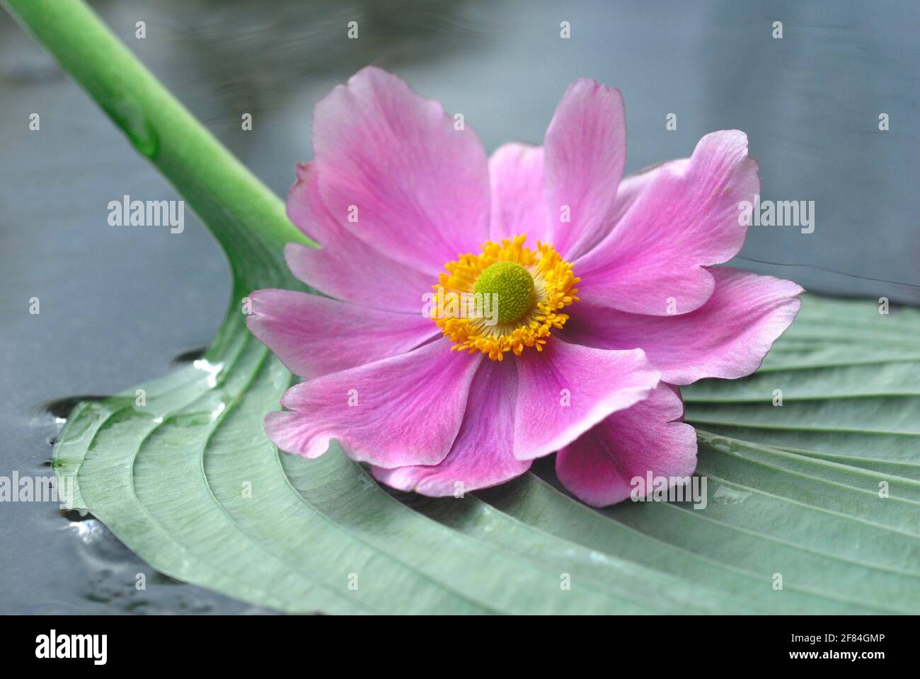 Japanese anemone on leaf hi-res stock photography and images - Alamy