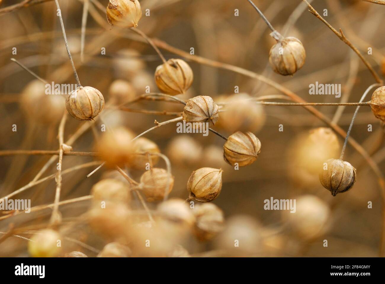 Linum Usitatissimum Fibres