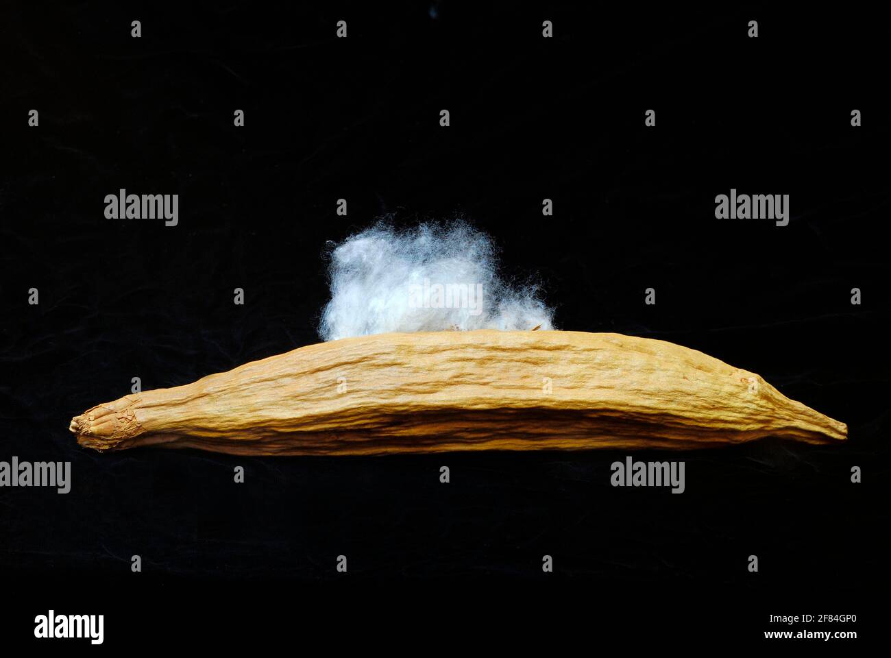 Kapok, opened seed capsule, kapok tree, Silk-cotton tree (Ceiba ...