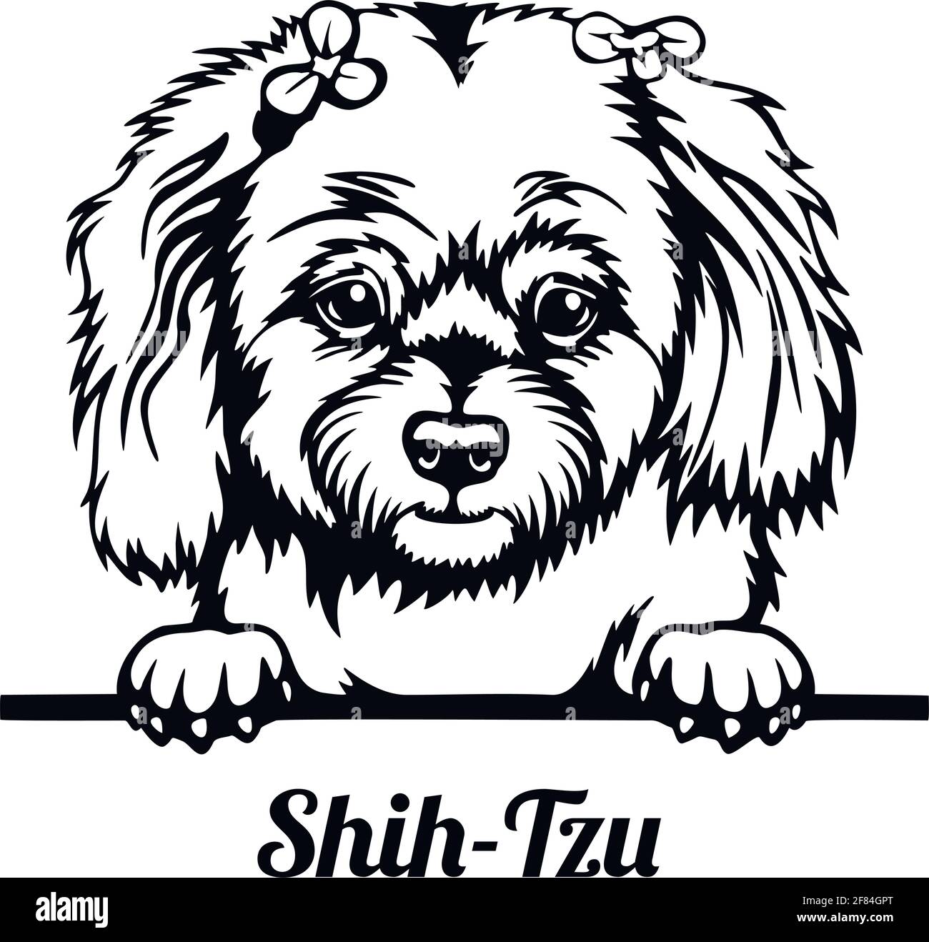 Shih tzu on lap Stock Vector Images - Alamy