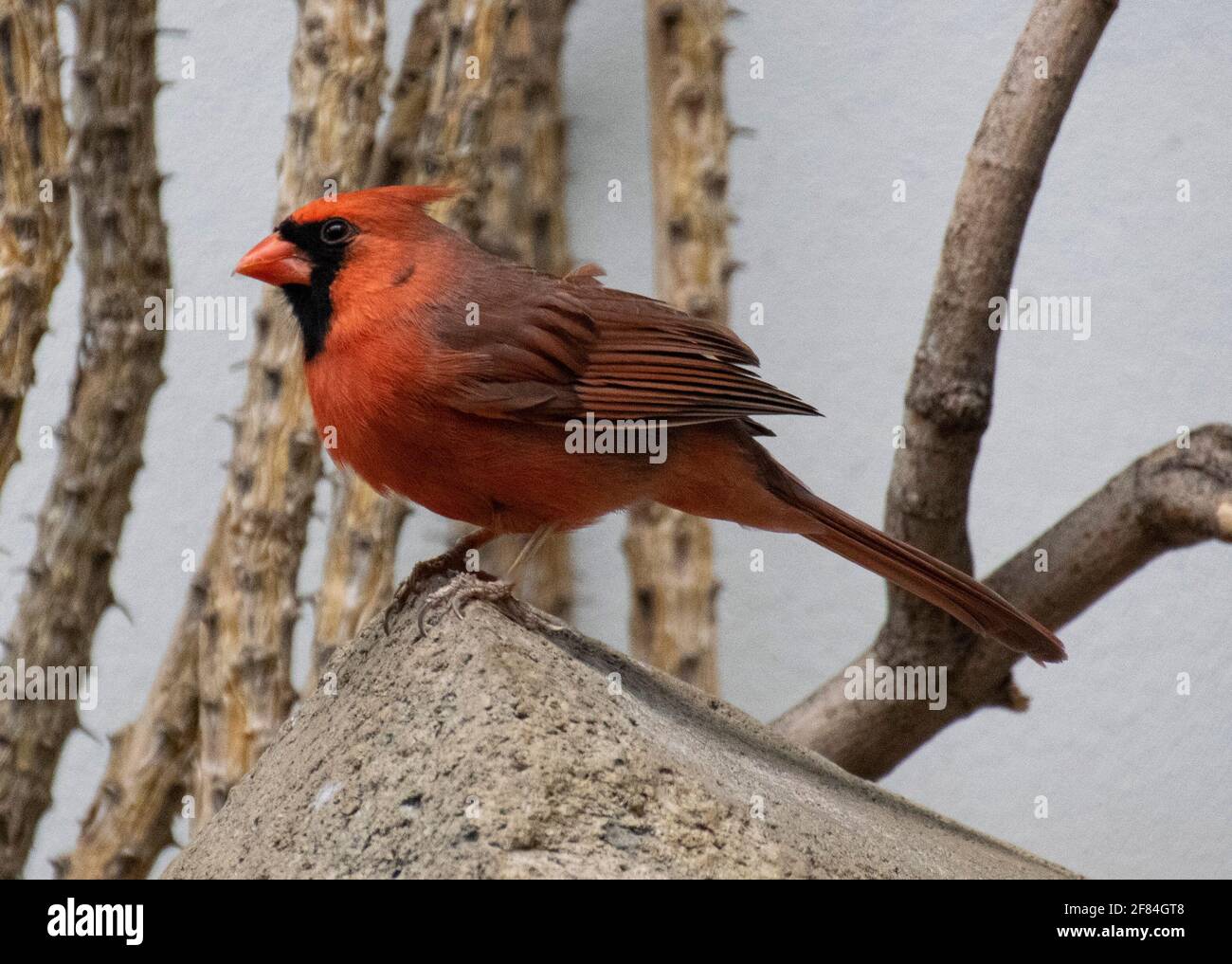 Desert cardinals hi-res stock photography and images - Alamy